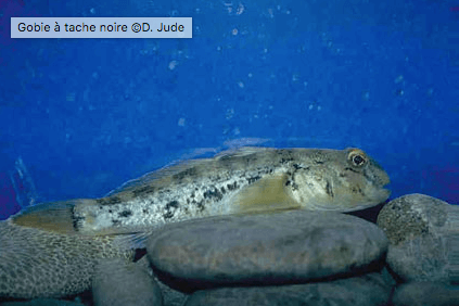 Le gobie – Le Pêcheur Professionnel