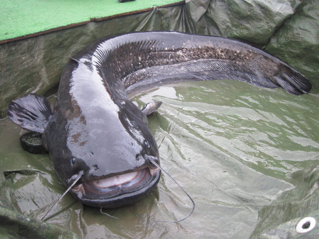 Silures sous tous les feux – Le Pêcheur Professionnel