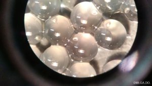 L’alose – Le Pêcheur Professionnel