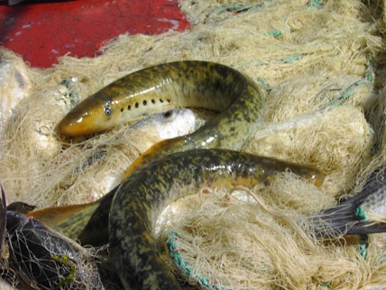 La lamproie marine – Le Pêcheur Professionnel