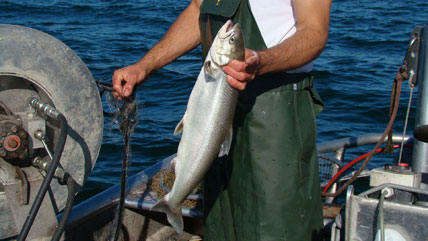 L’omble chevalier – Le Pêcheur Professionnel