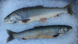 L’omble chevalier – Le Pêcheur Professionnel