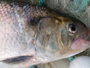 L’alose – Le Pêcheur Professionnel