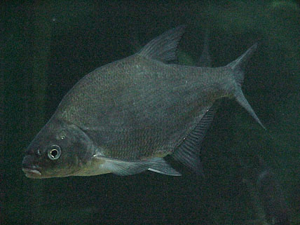 La brème – Le Pêcheur Professionnel