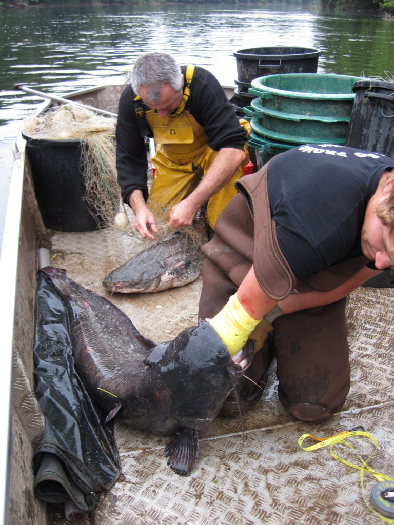 Le silure – Le Pêcheur Professionnel