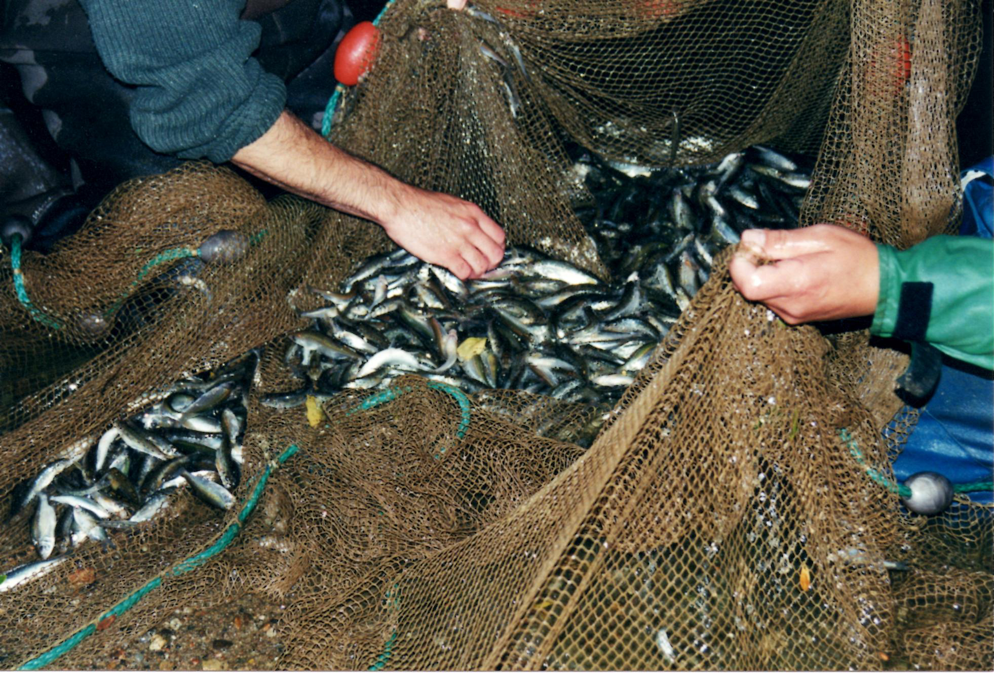 Filets de gardon à la provençale – Le Pêcheur Professionnel