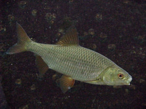 Le gardon – Le Pêcheur Professionnel