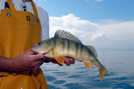 La perche – Le Pêcheur Professionnel
