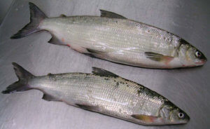 Féra au four – Le Pêcheur Professionnel