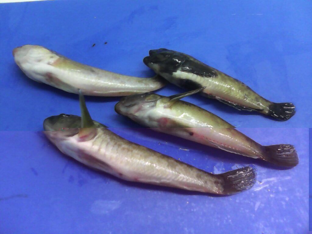 Le gobie – Le Pêcheur Professionnel